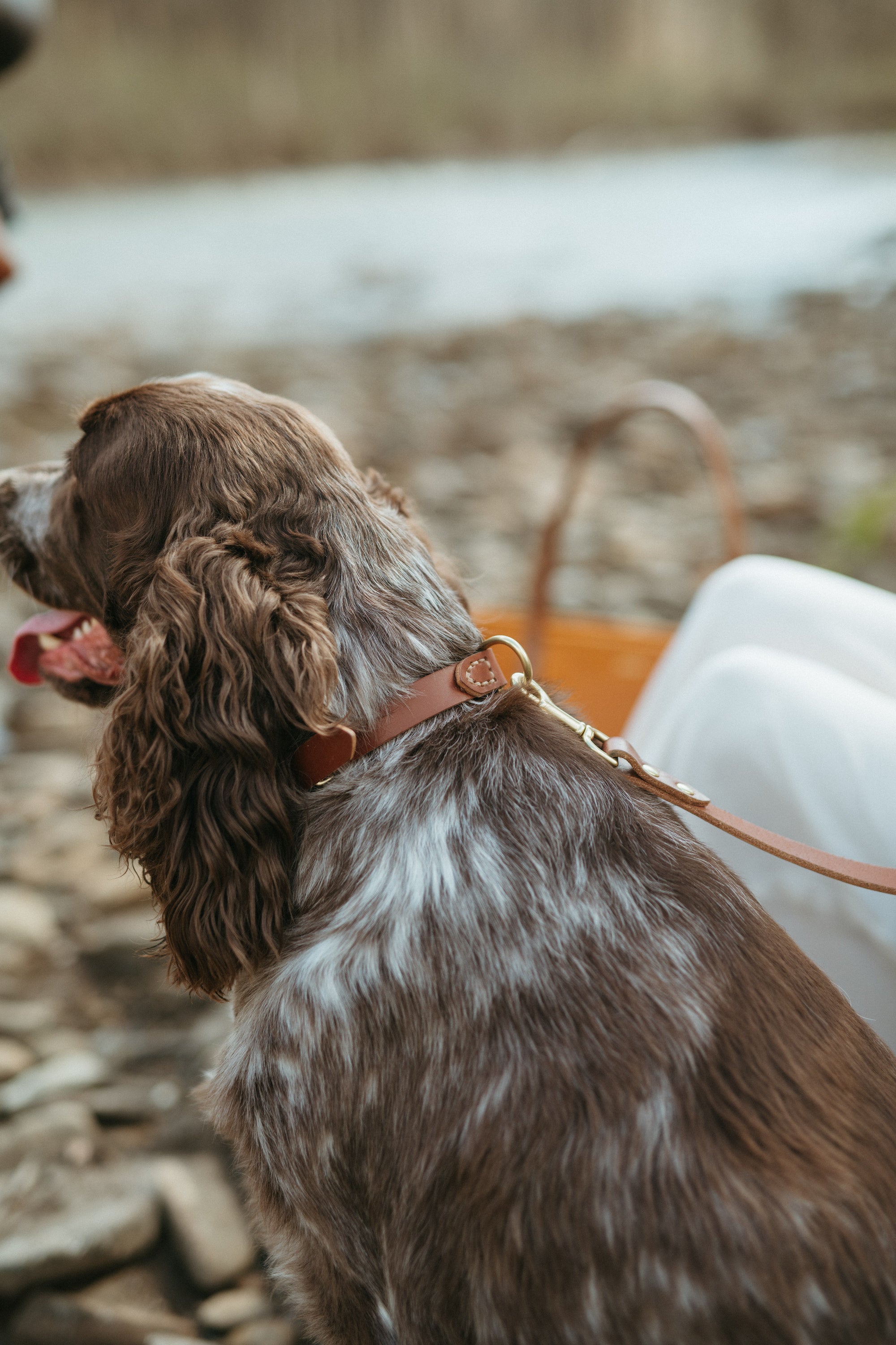 The Coco Collar – FOUNT
